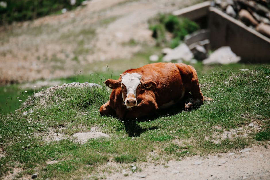 Applying for Danawa Quotation: Everything You Need to Know – g1story008